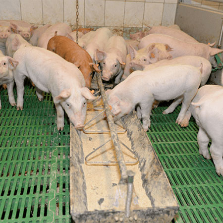 Farm Animal Cannibalism